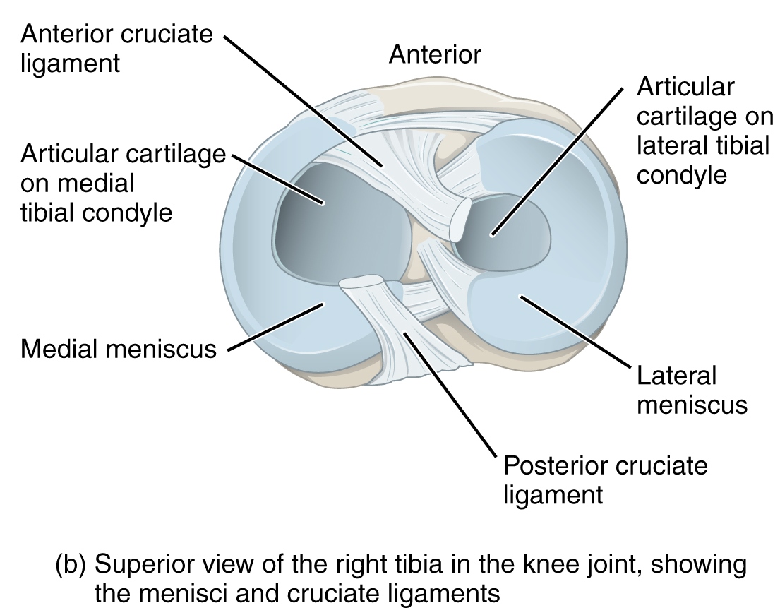 Knee – Ottawa MSK